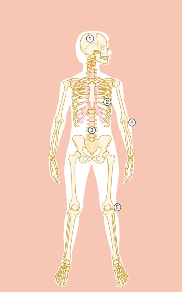 Begrijp je lichaam - Pharos