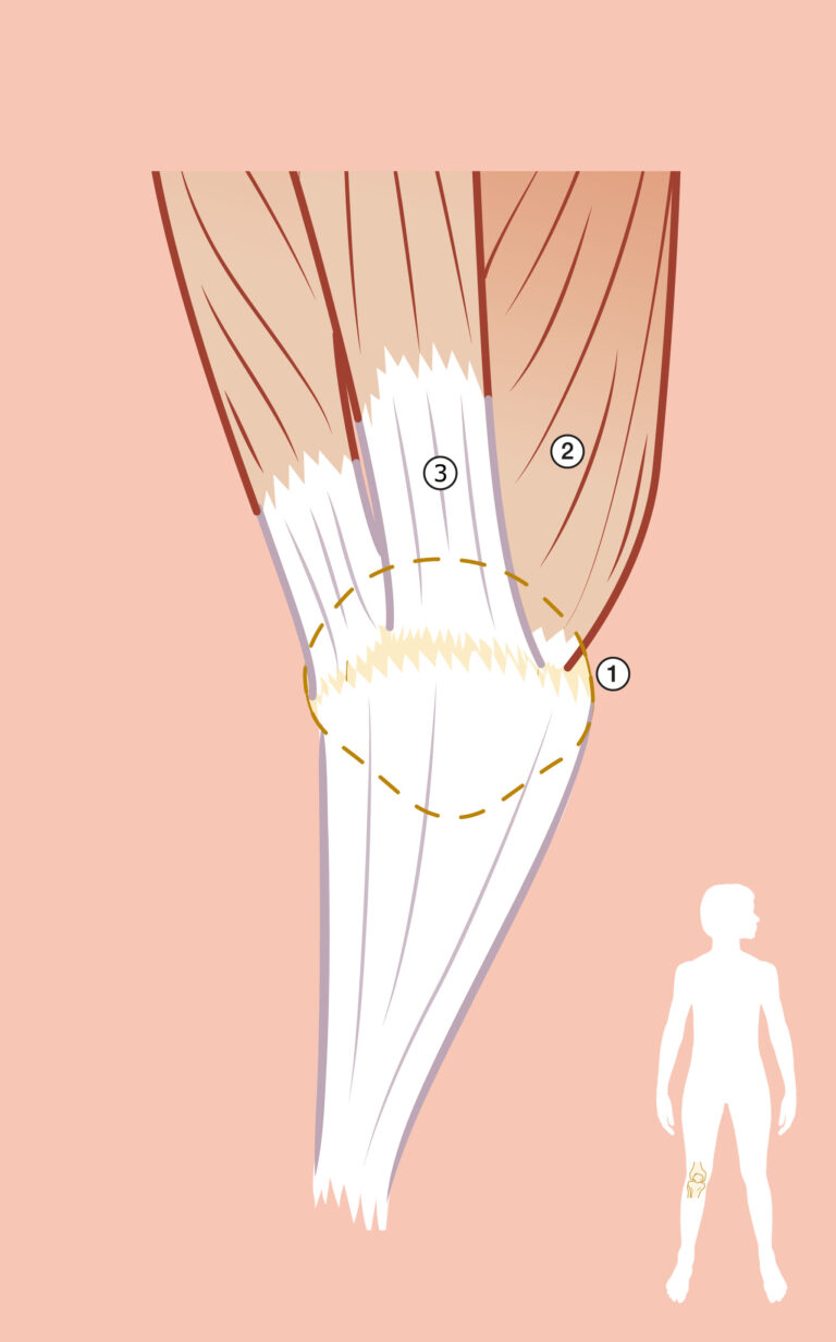 Begrijp je lichaam - Pharos