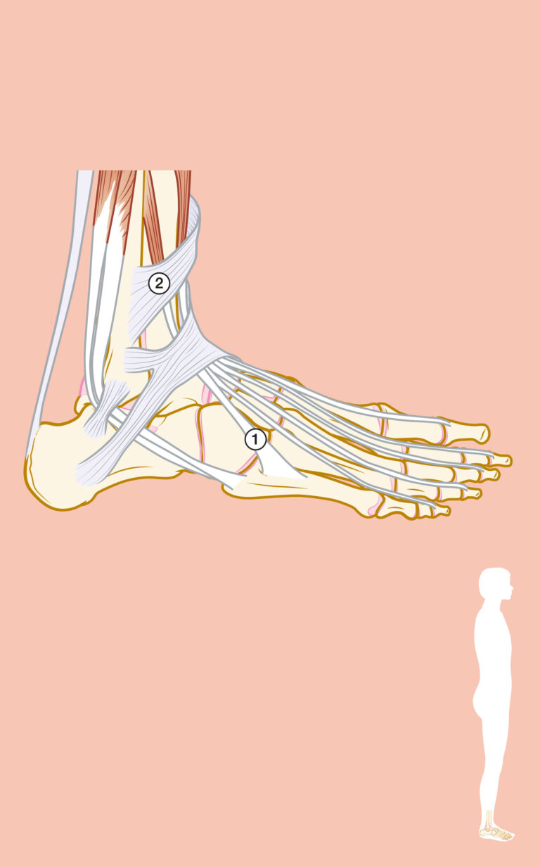 Begrijp je lichaam - Pharos